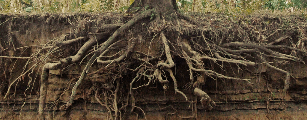 How Trees & Roots Affect Your Home Foundation | Insights Blog ...